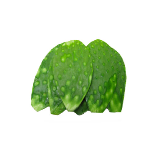 NOPAL SIN ESPINA CALIBRE MEDIUM - Merkabastos